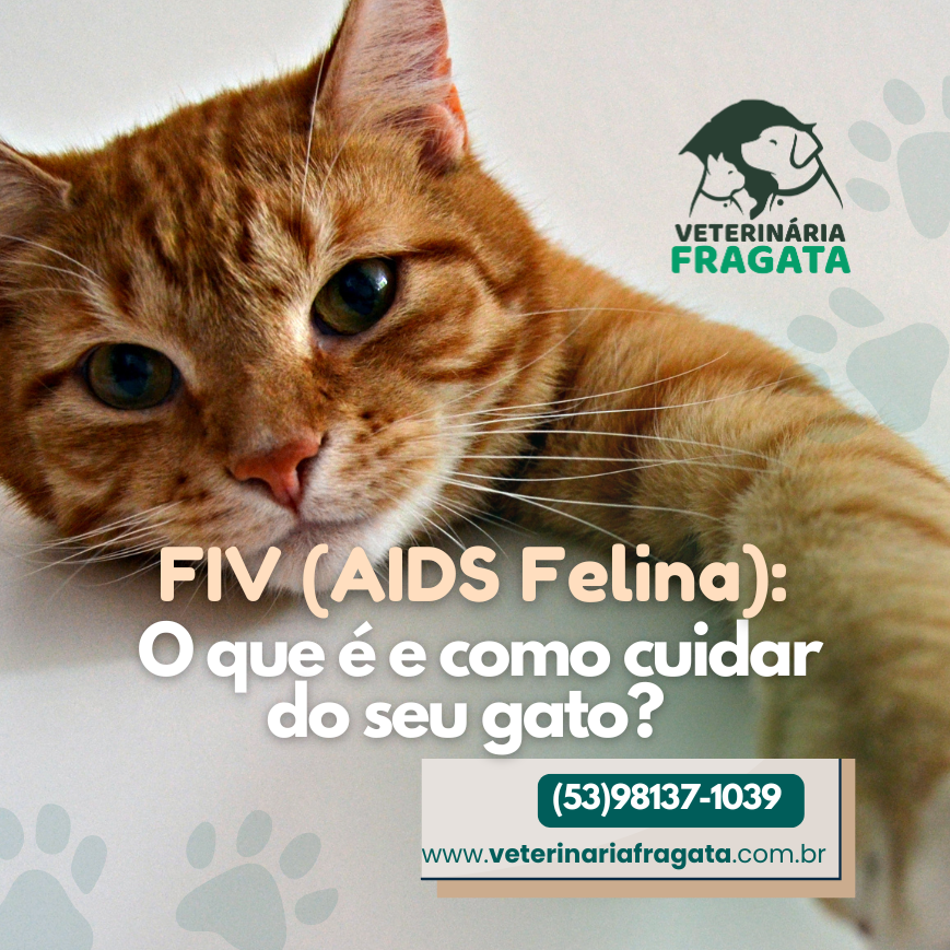 FIV (AIDS Felina): O que é e como cuidar do seu gato? – Clínica ...